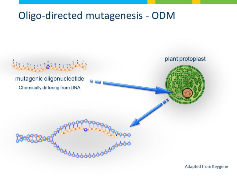 Oligo-directed mutagenesis (ODM) – PRRI – Public Research & Regulation ...