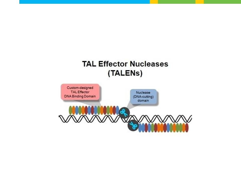 TAL Effector Nuclease (TALEN) – PRRI – Public Research & Regulation ...